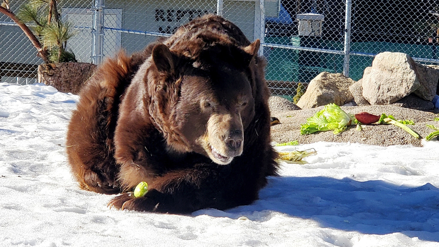 11 ADVENTUROUS THINGS TO DO IN BIG BEAR LAKE YOUR FAMILY WILL LOVE 11 ADVENTUROUS THINGS TO DO IN BIG BEAR LAKE YOUR FAMILY WILL LOVE